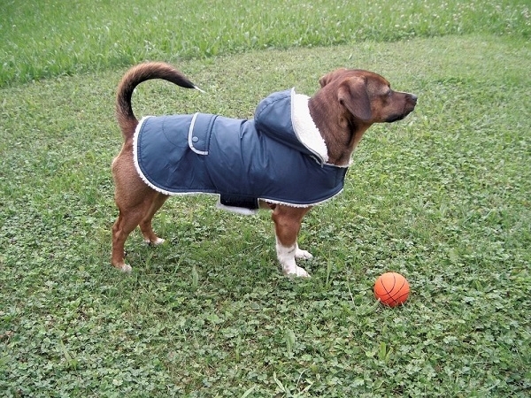 Plašč za psa Teddy - S - Mehanizacija Miler